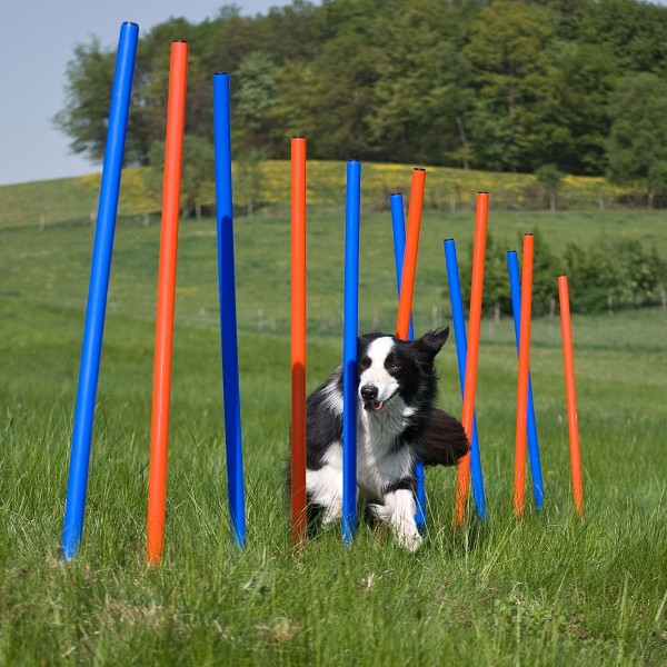 Agility Slalom Stangen online kaufen bei HUND-unterwegs.de