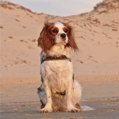 Cavalier King Charles Spaniel - Wissen und Info - Hund-unterwegs.de