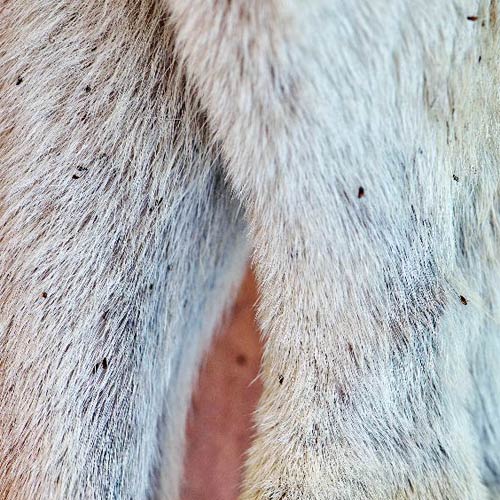 Flöhe beim Hund erkennen und bekämpfen - Infos und Tipps - Hund ...